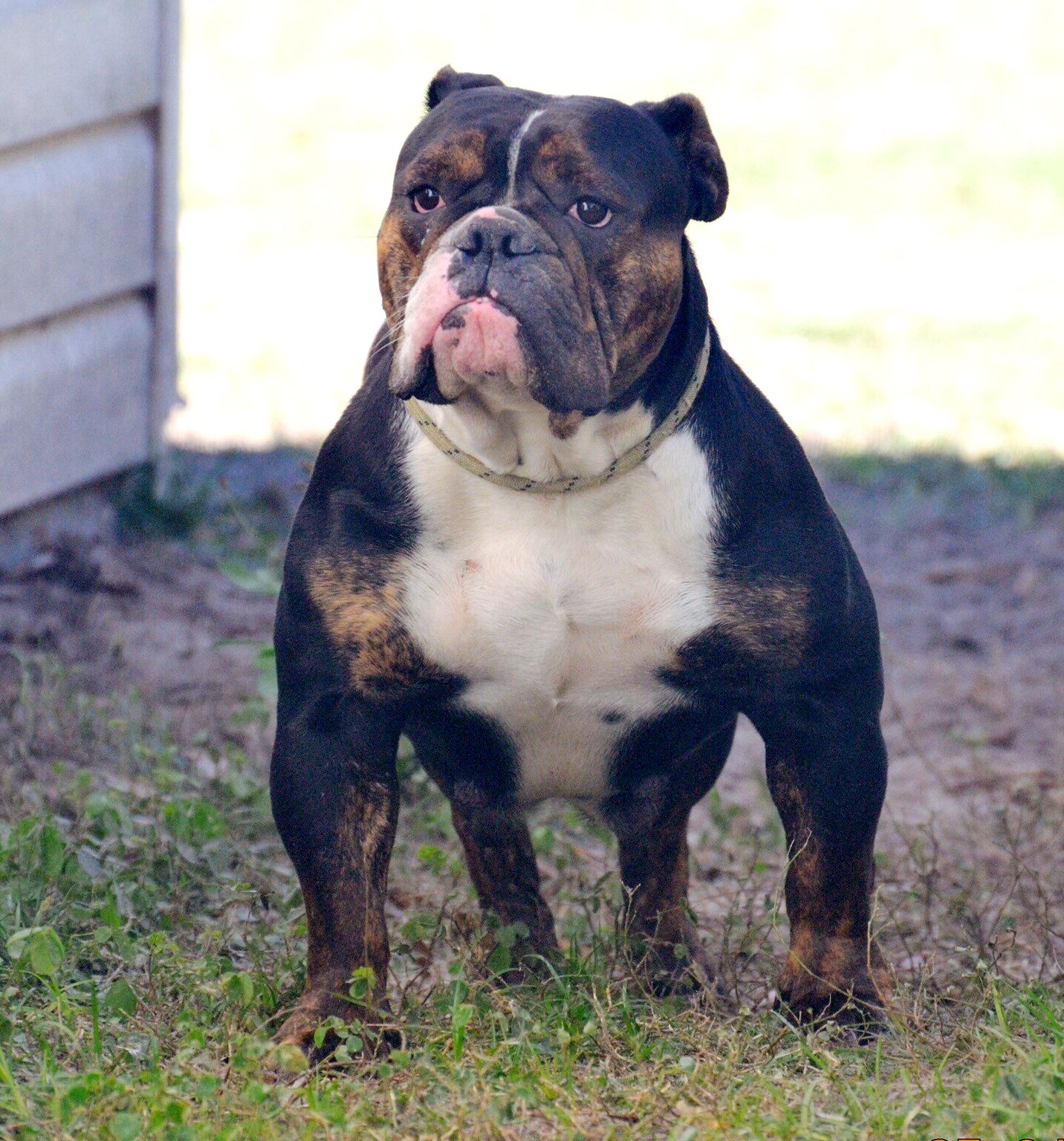 Buldogue Inglês (Bulldog) - Wiki Pets