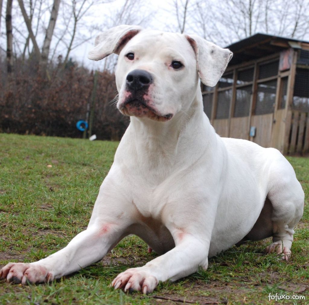 Curiosidades Sobre o dogo argentino - Wiki Pets