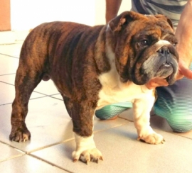 Buldogue Inglês (Bulldog) - Wiki Pets