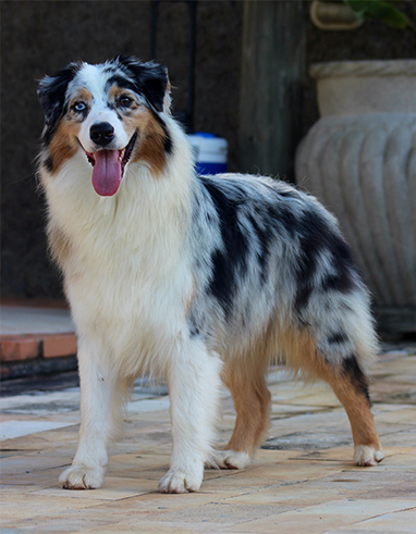 Pastor Australiano - Wiki Pets