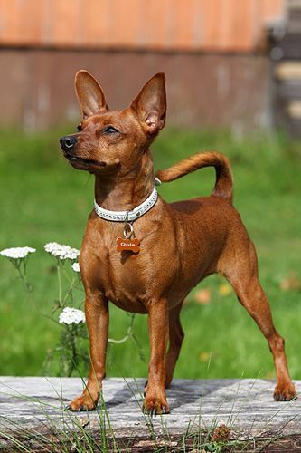 Pinscher - Wiki Pets