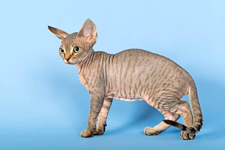 Gato Devon Rex - Wiki Pets