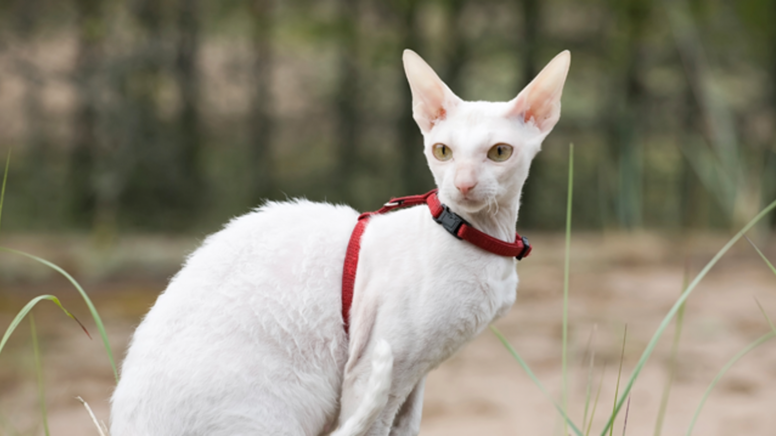 Cornish rex - Wiki Pets